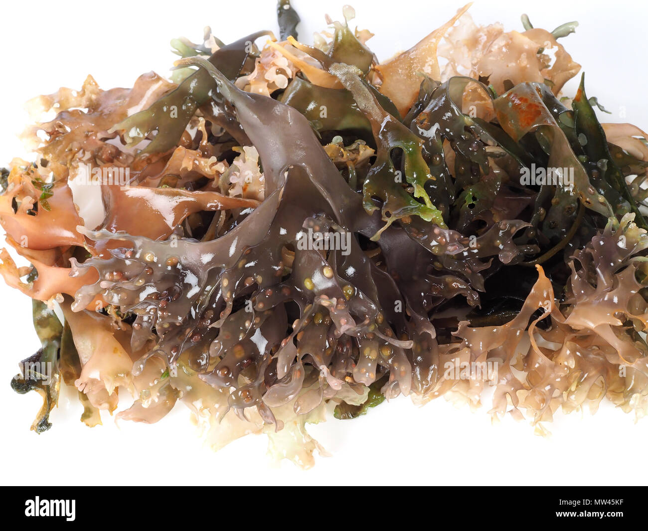 Irish sea moss hi-res stock photography and images - Alamy