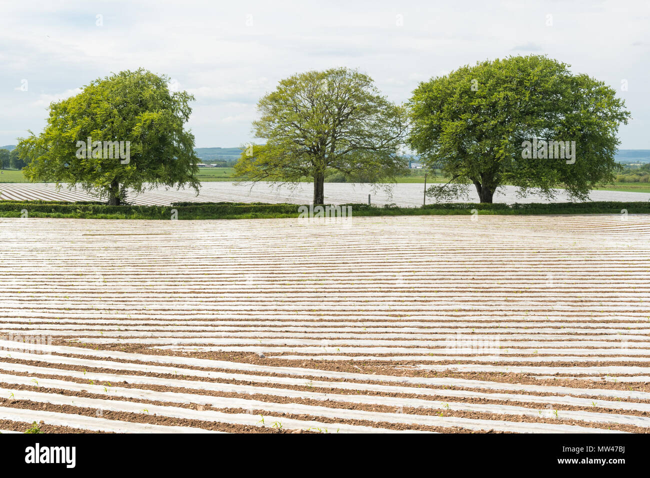 Fields covered in plastic mulch hi-res stock photography and images - Alamy