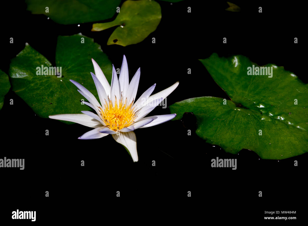 Lotus on the water , Philippines Stock Photo - Alamy