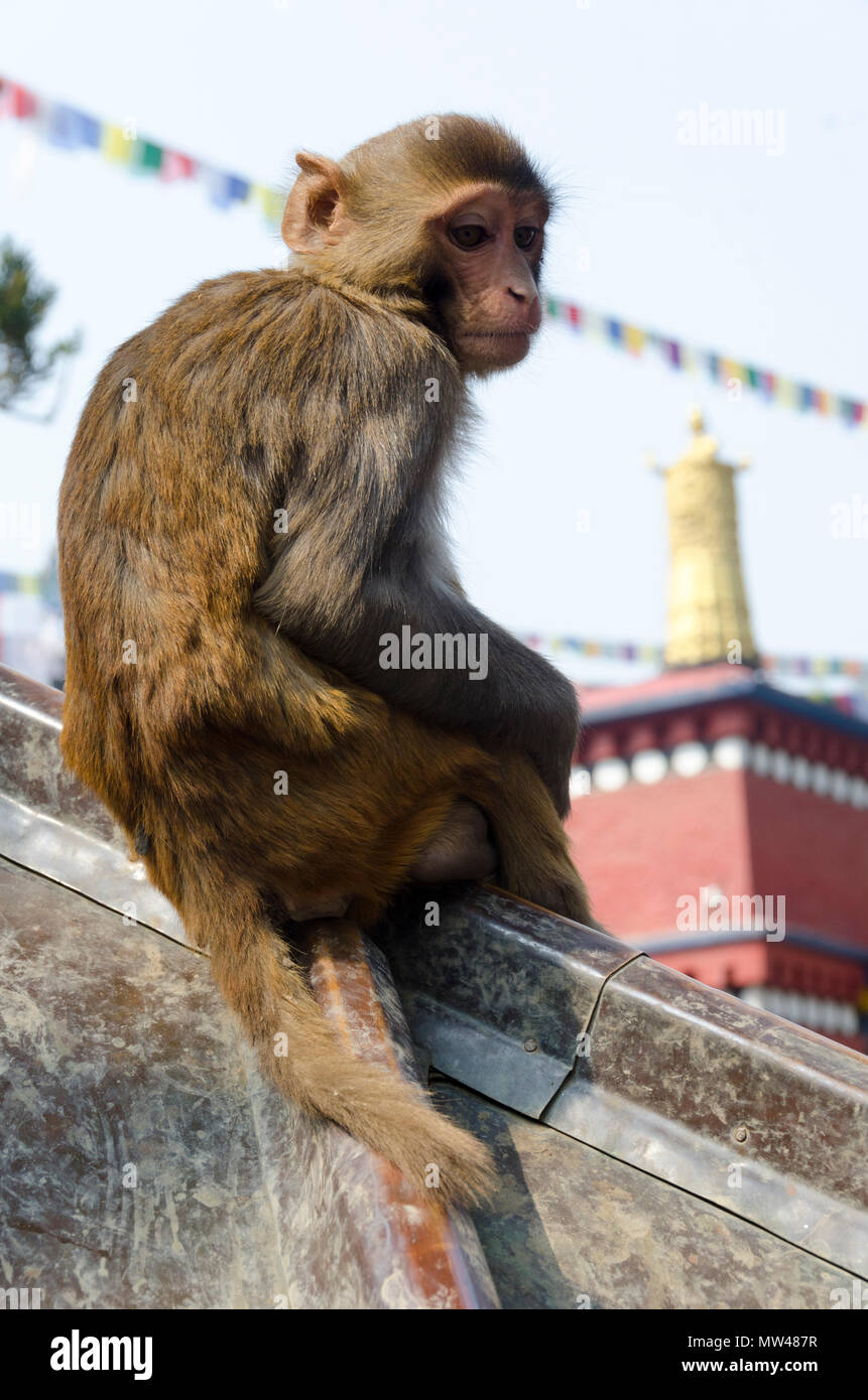 Rhesus Macaque Monkeys at Swayambhunath temple, Kathmandu, Nepal Stock ...
