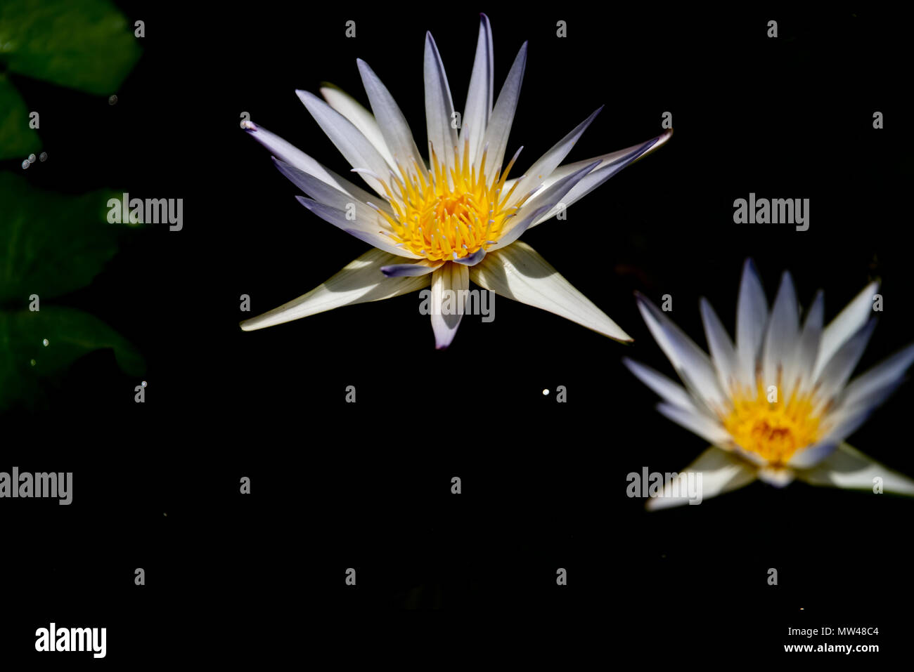 Lotus on the water , Philippines Stock Photo - Alamy