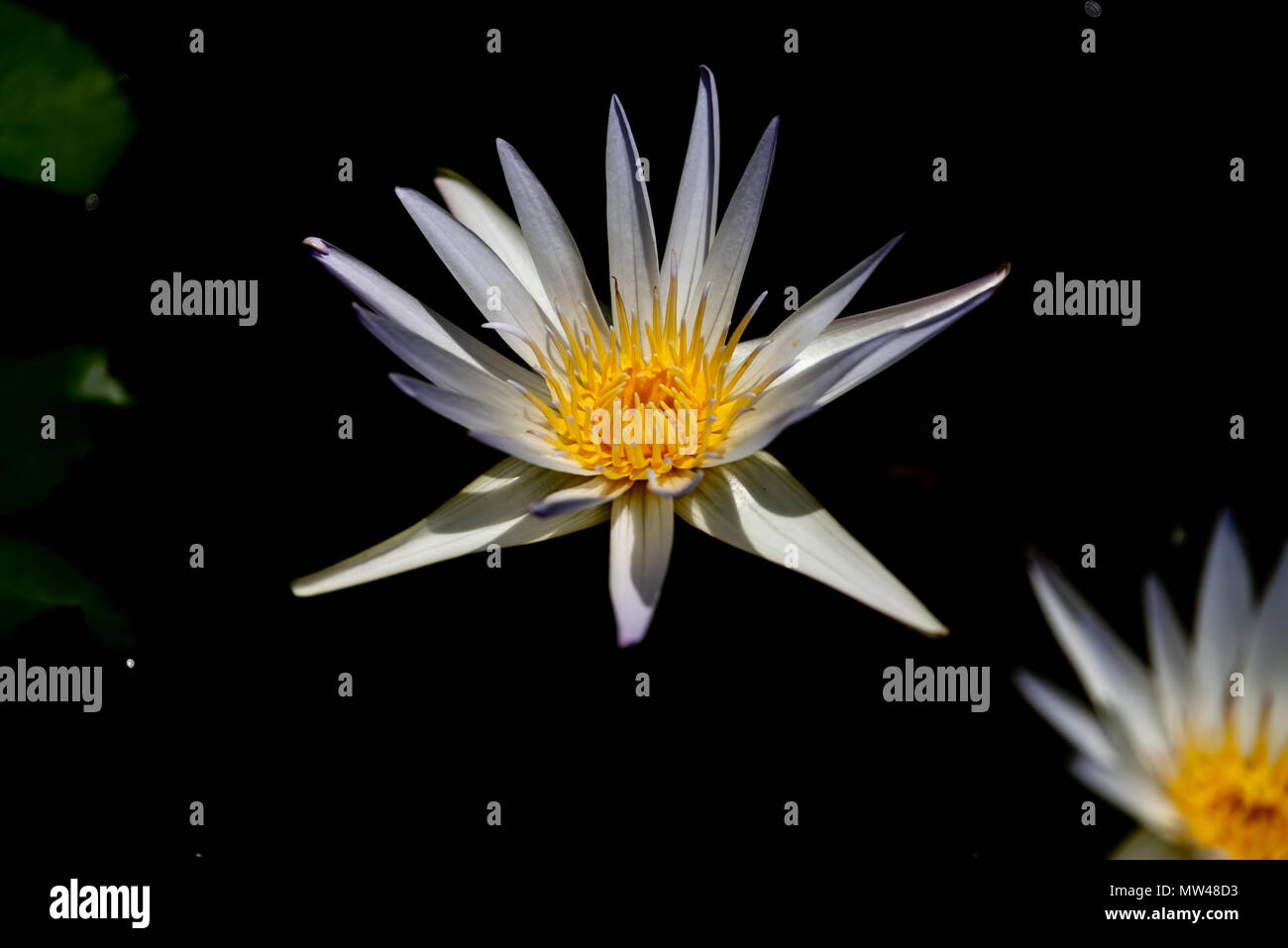 Lotus on the water , Philippines Stock Photo - Alamy