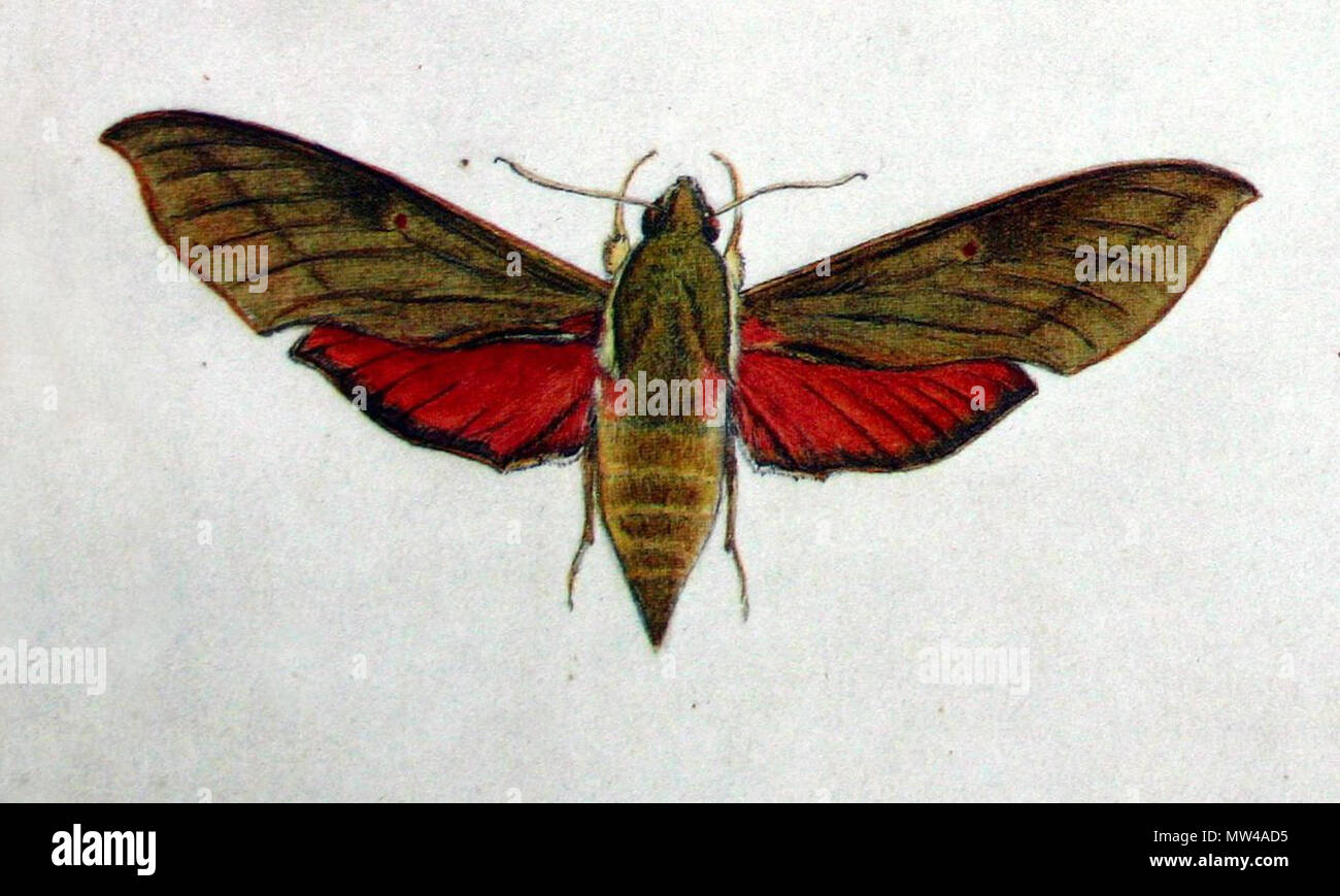 . English: Cape Hawk Theretra capensis . 1904. Claude Gibney Finch ...