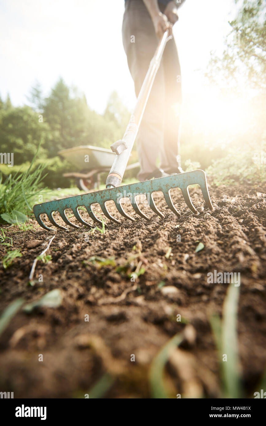 Gardening and raking in the garden in the spring Stock Photo - Alamy