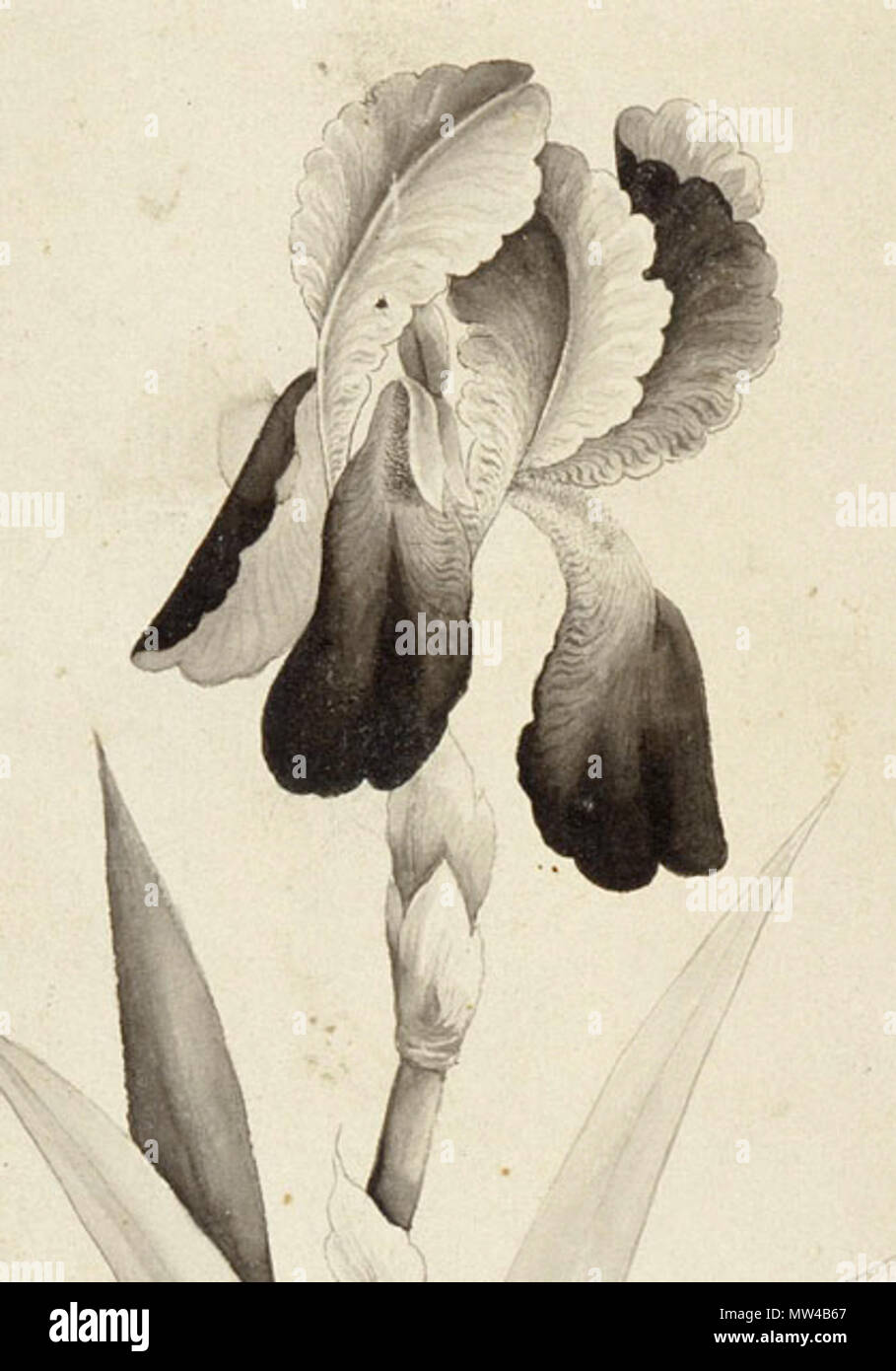 . Iris by Muhammad Hadi . end of 18 cent. (26 December 2008 (original ...