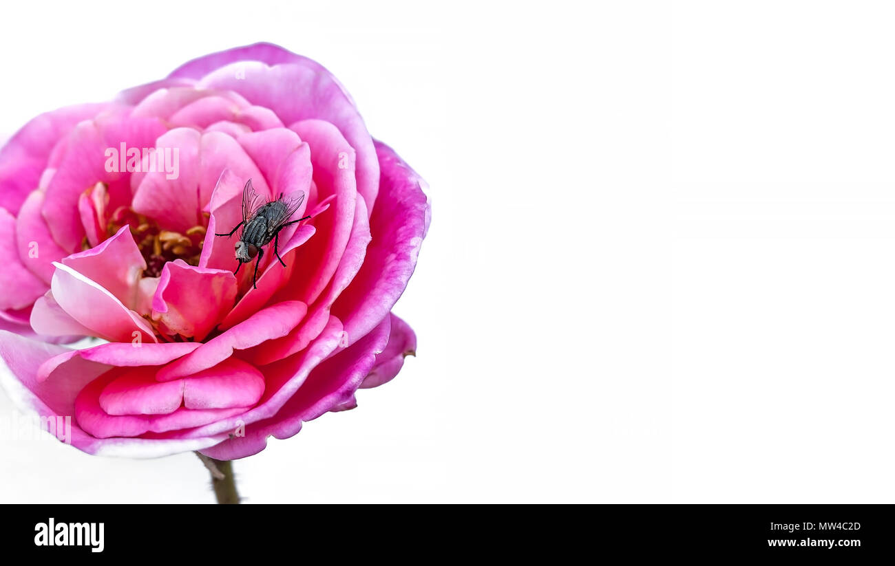 Black Fly. Insect landed on a pink rose in bloom. Close-up. Isolated on ...