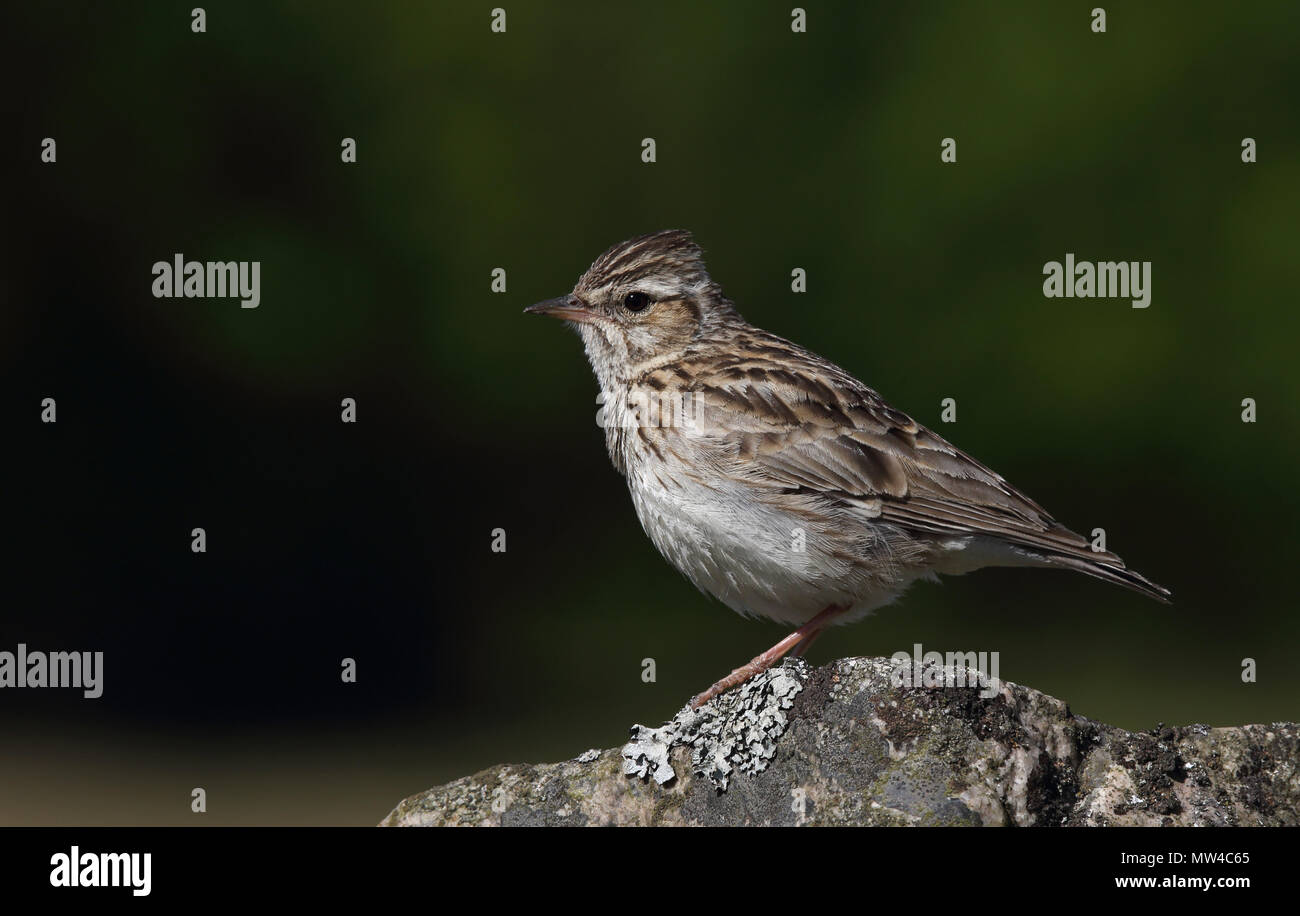 Woodlark bird hi-res stock photography and images - Alamy