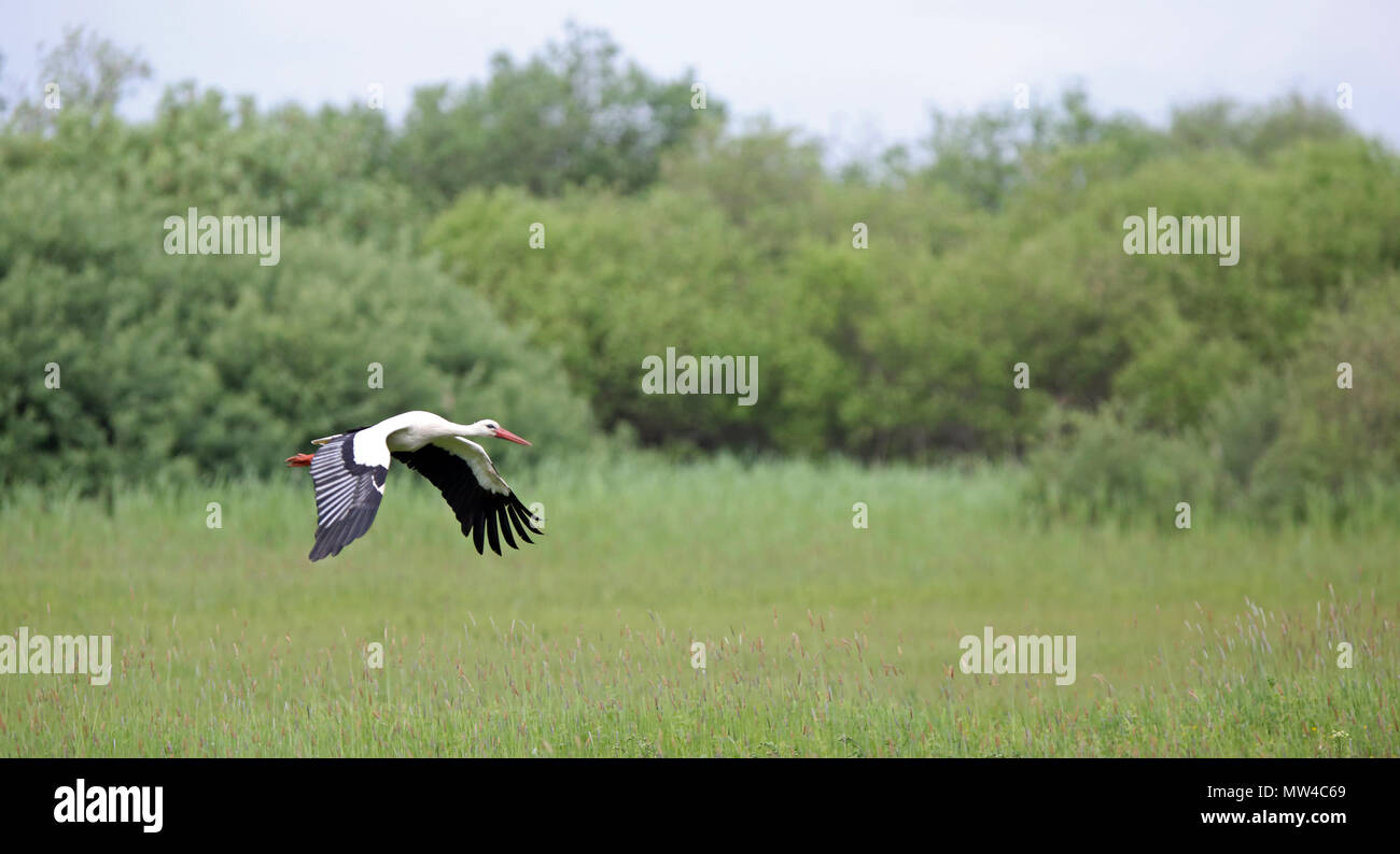 White stork flying over wetland Stock Photo - Alamy