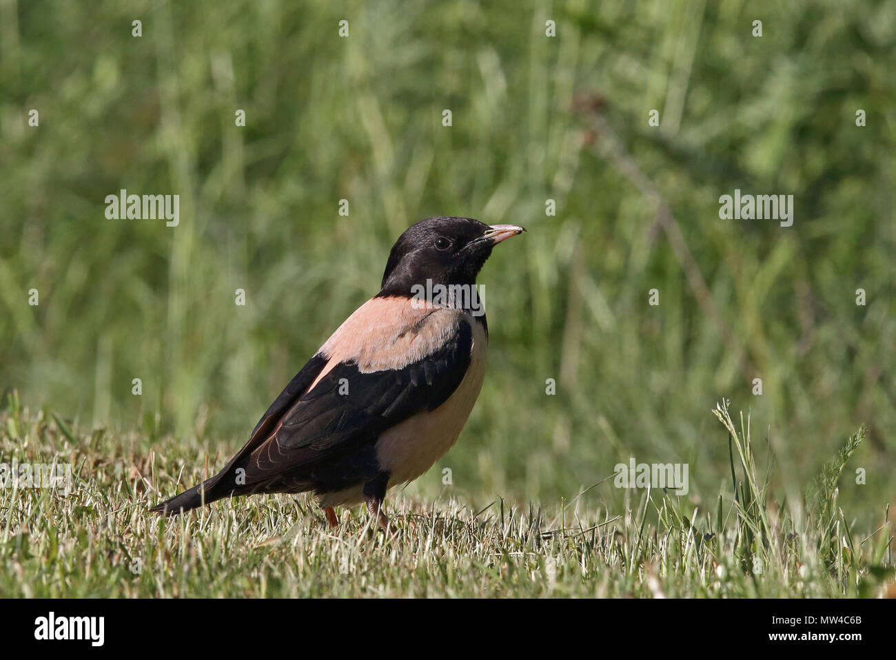 Rosy starling (Pastor roseus) in breeding plumage on green grass Stock ...
