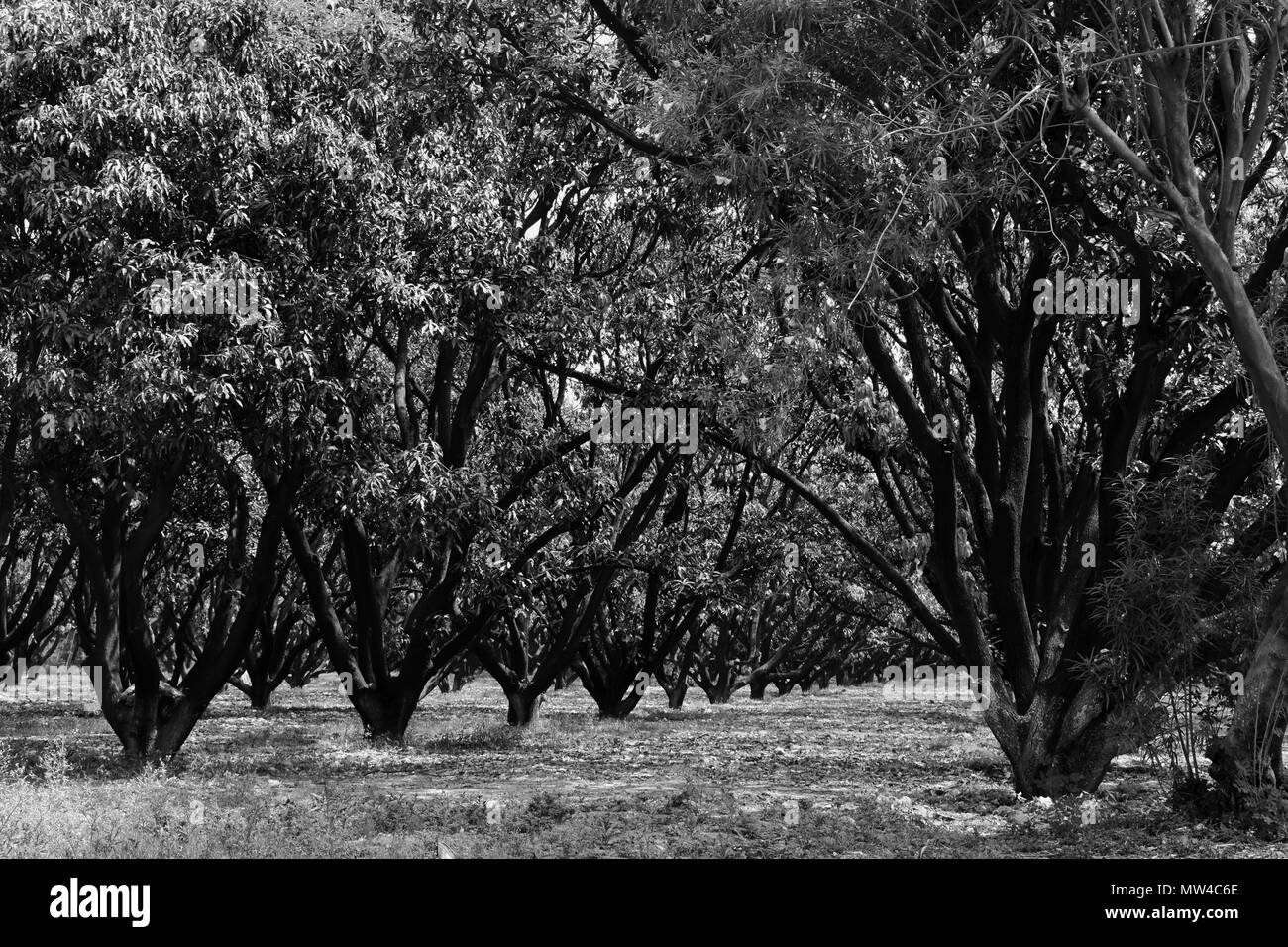 Grove mango trees in Black and White Stock Photos & Images - Alamy