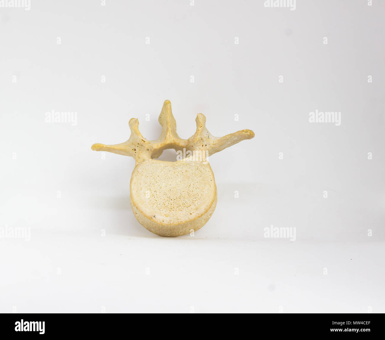 Anatomy of lumbar spine hi-res stock photography and images - Alamy
