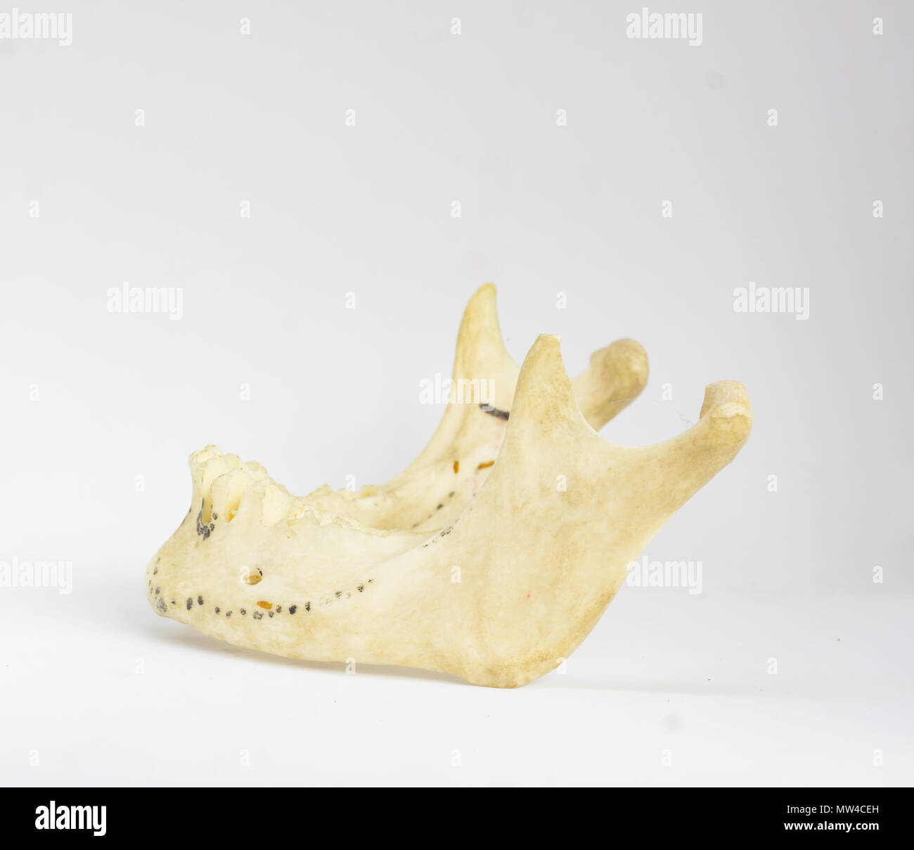 side view of isolated human mandible without teeth in white background ...