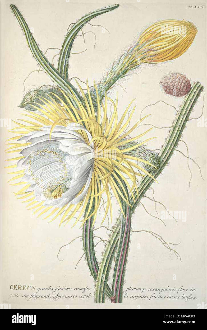 . English: Selenicereus grandiflorus (L.) Britton & Rose [as Cactus ...