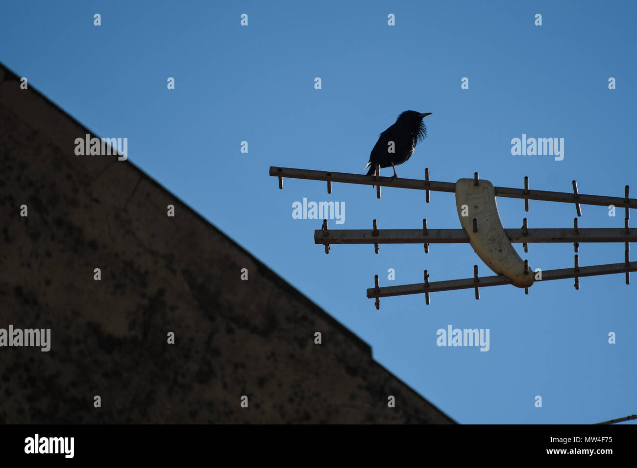 small birds perch on the television antennas in the cities Stock Photo ...