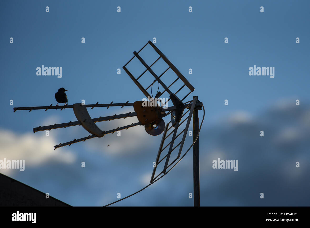 small birds perch on the television antennas in the cities Stock Photo ...