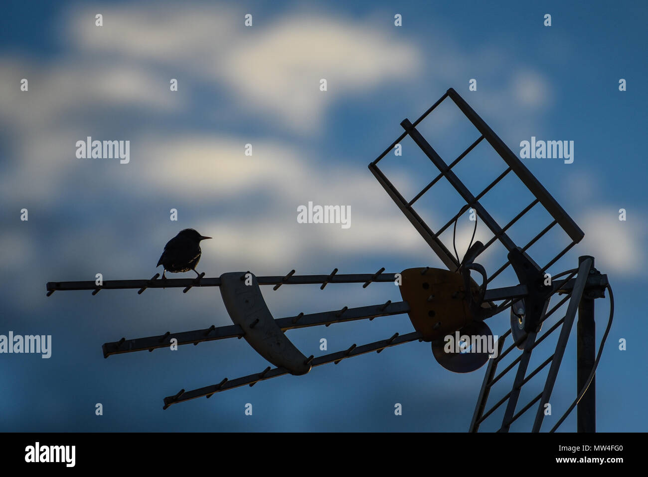 small birds perch on the television antennas in the cities Stock Photo ...