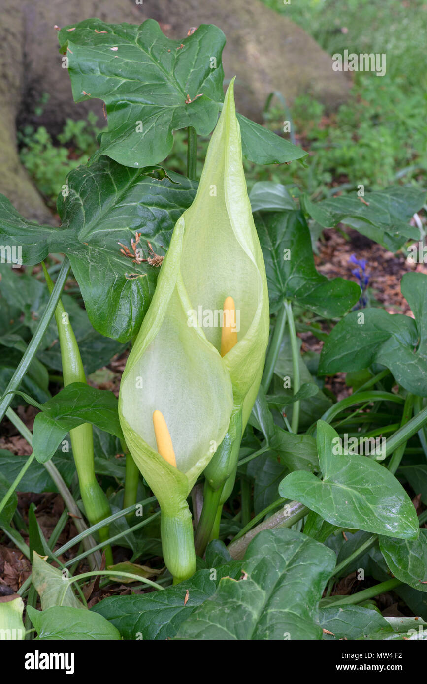 Large Cuckoo Pint: Arum italicum Stock Photo - Alamy