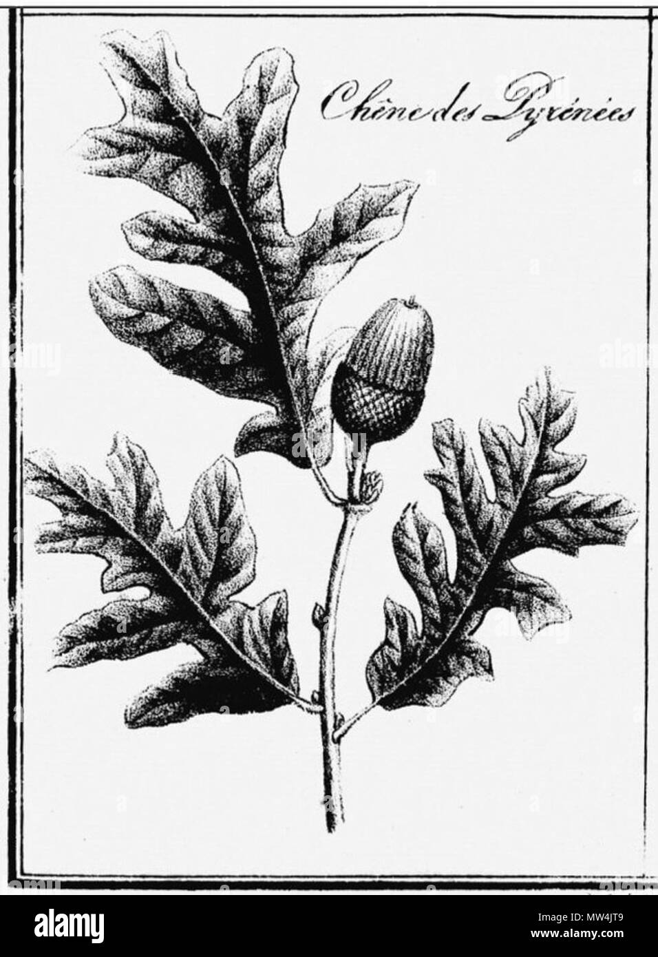 Deciduous trees oak quercus Black and White Stock Photos & Images - Alamy