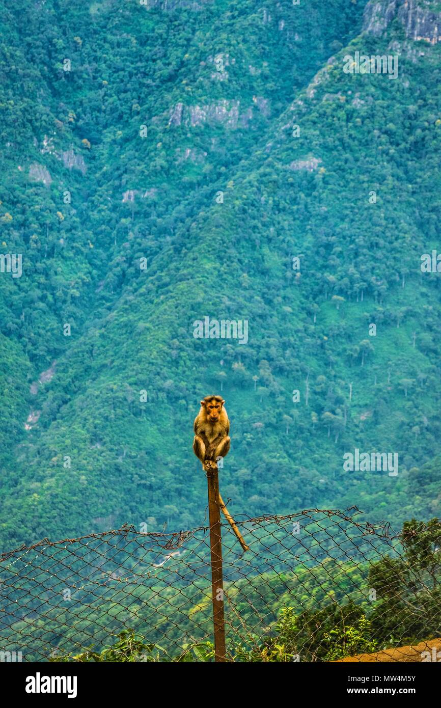Posing Monkey, Ooty Stock Photo - Alamy