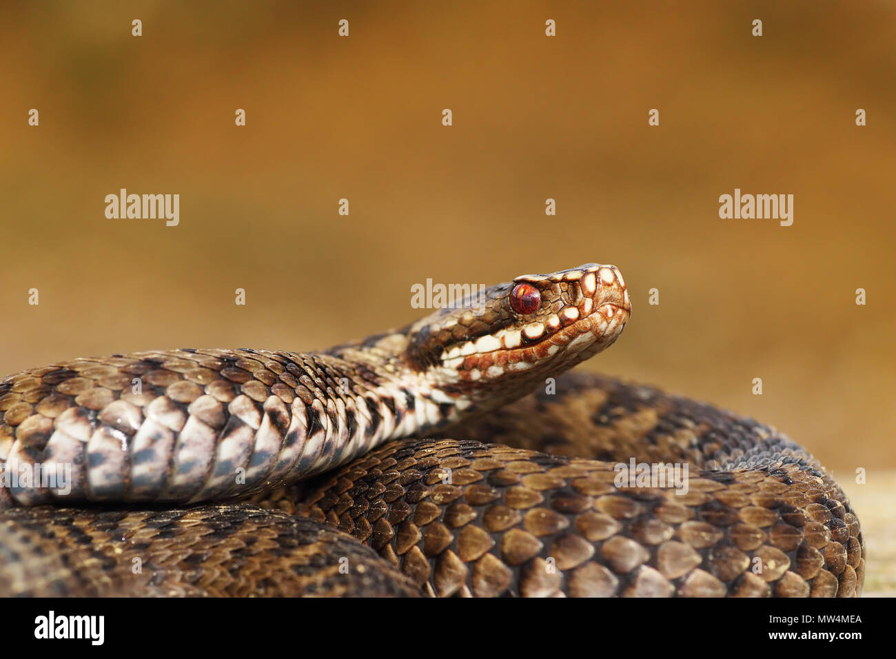 female common european adder closeup ( Vipera berus Stock Photo - Alamy