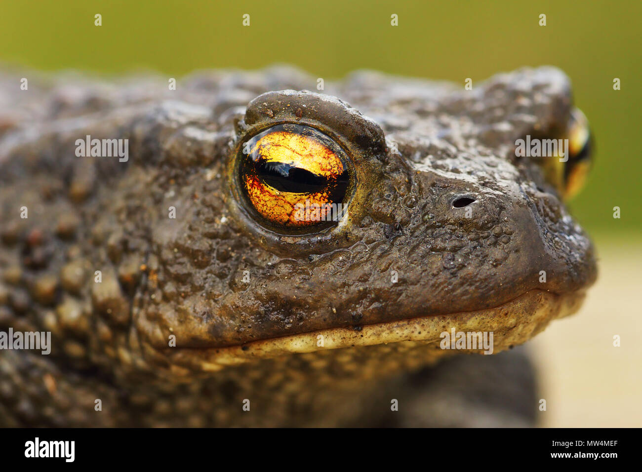 brown common toad portrait, closeup on the eye ( Bufo bufo Stock Photo ...