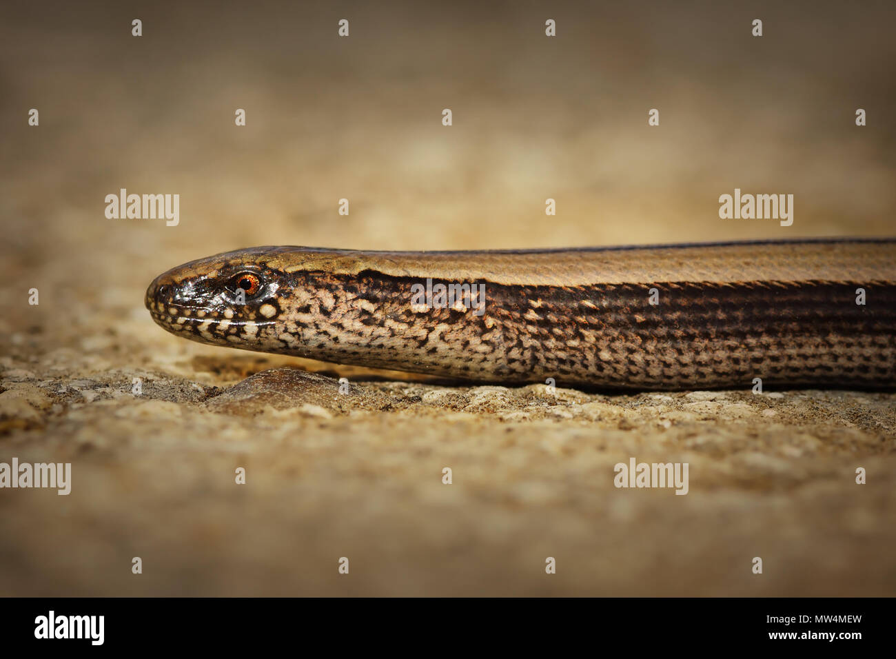 Juvenile slowworm hi-res stock photography and images - Alamy