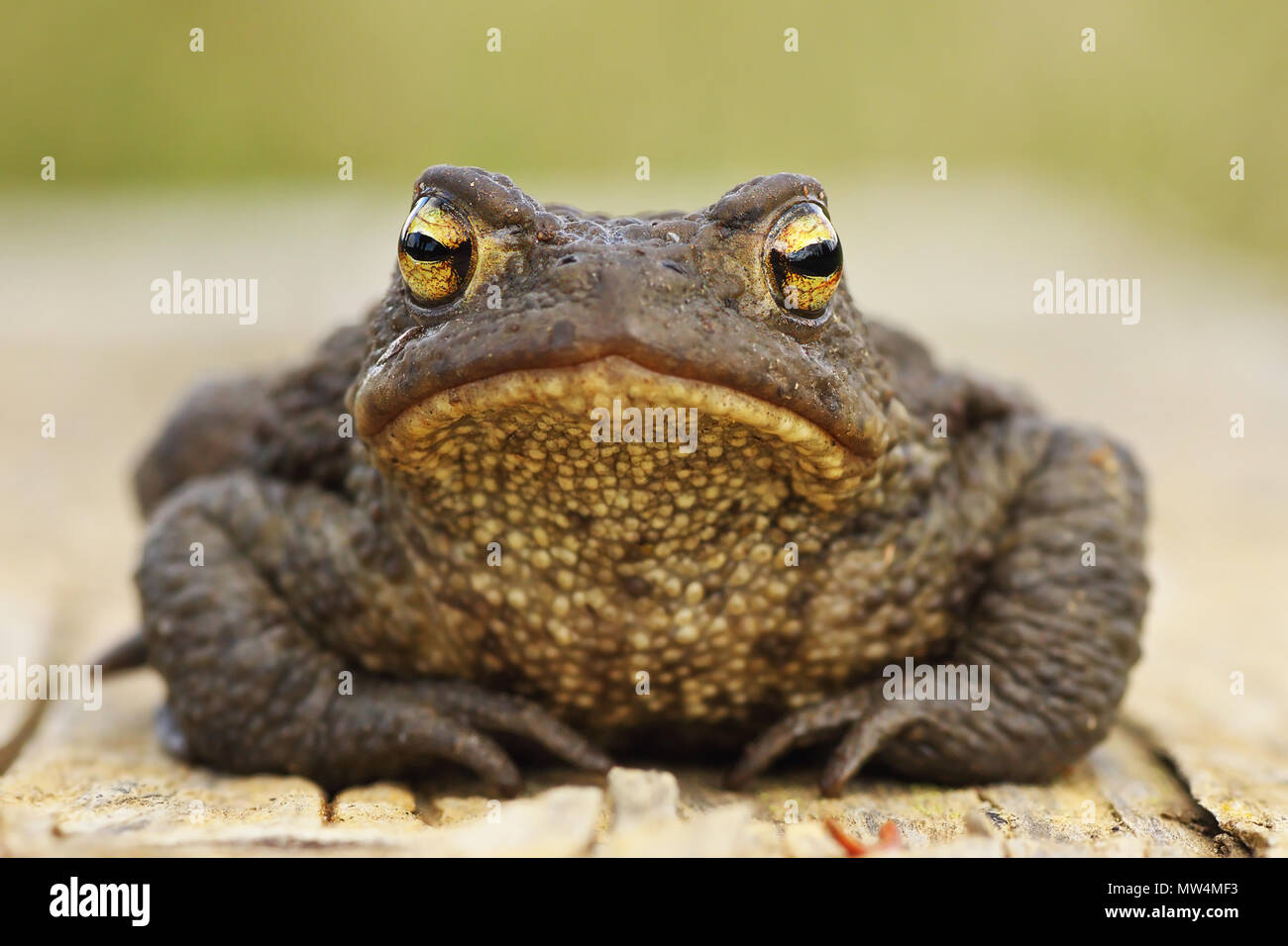 cute common brown toad looking at the camera ( Bufo bufo, full length ...