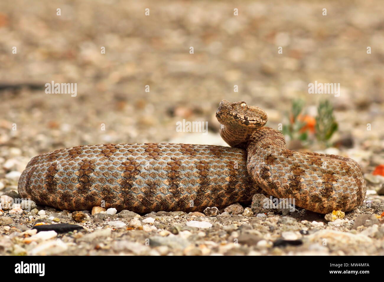 dangerous viper ready to strike; this is one of the rarest and most ...