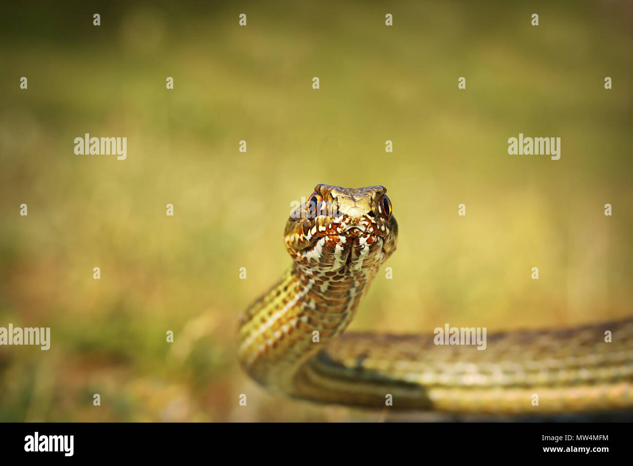 eastern montpellier snake portrait ( Malpolon monspessulanus insignitus ...