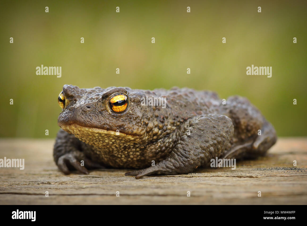 Toad face hi-res stock photography and images - Alamy