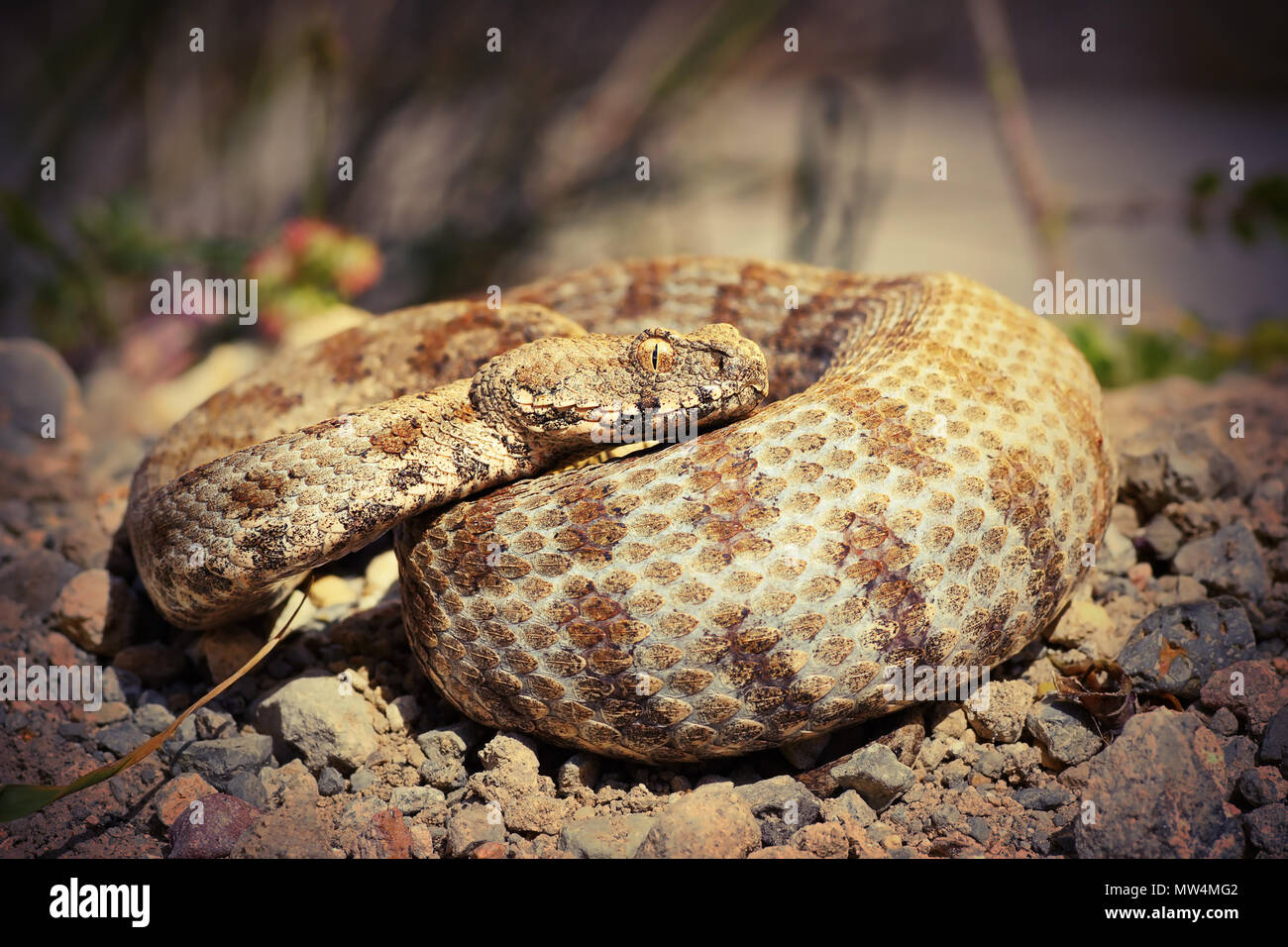 full length Milos viper in natural habitat, the rarest european ...