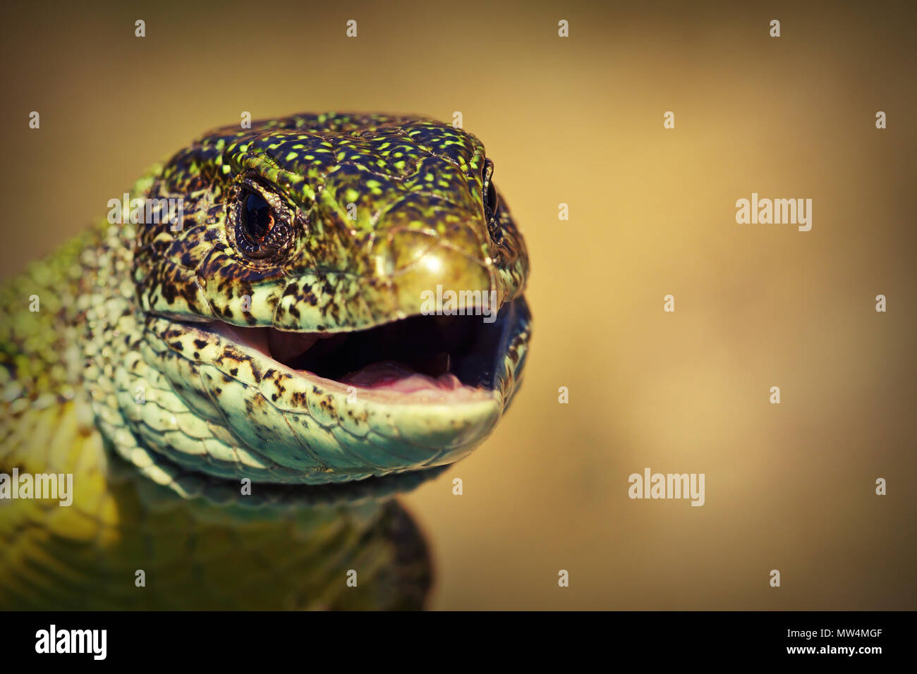 macro view of a green lizard head ( Lacerta viridis Stock Photo - Alamy
