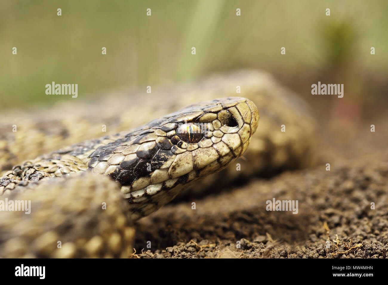 rare meadow viper macro portrait ( Vipera ursinii rakosiensis Stock ...