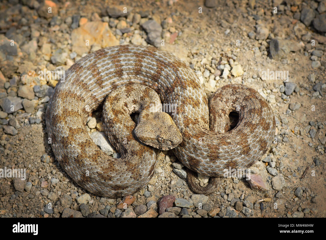 rarest european viper in Milos island, a snake listed as endangered on ...