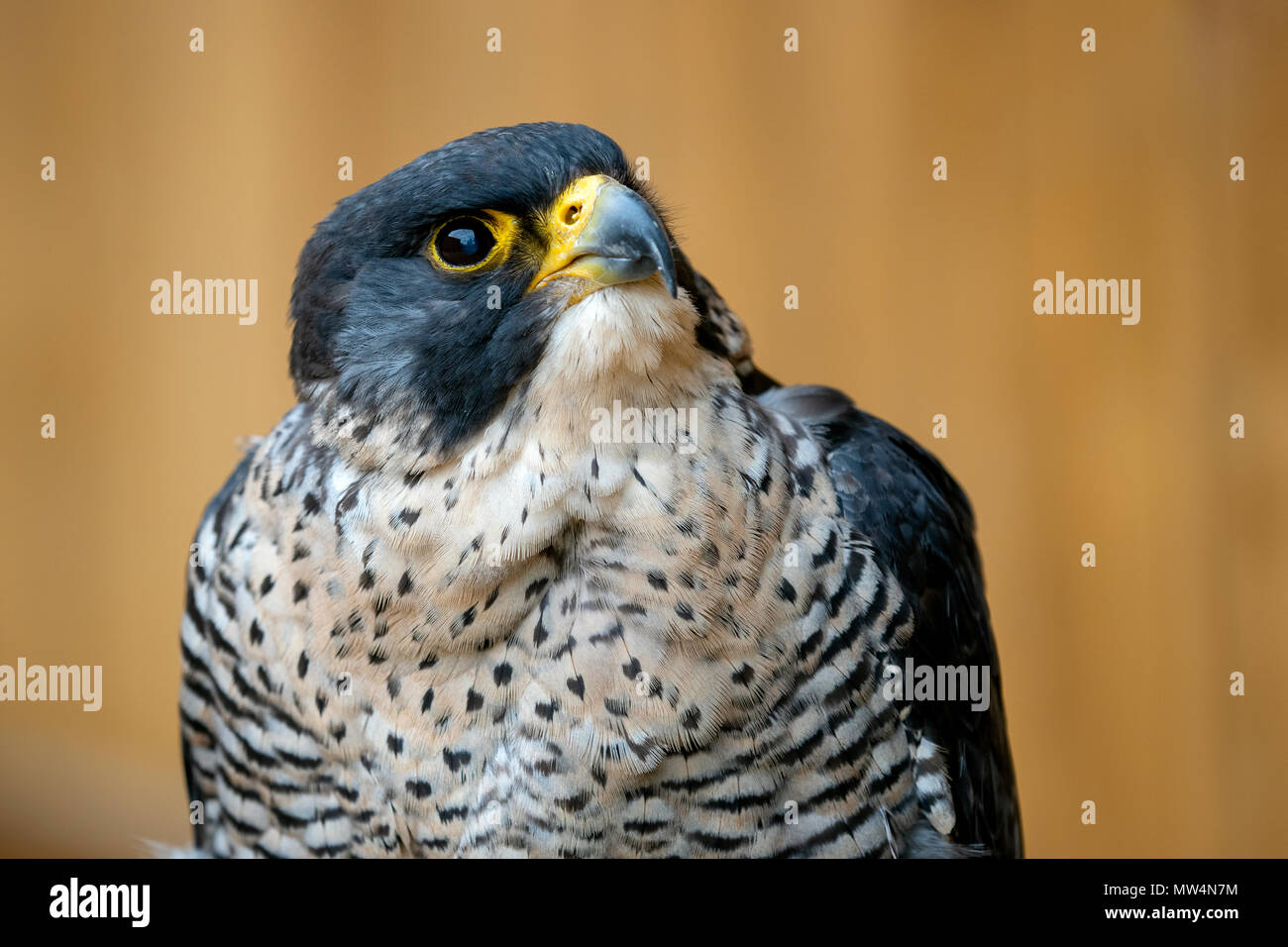 The peregrine falcon (Falco peregrinus) bird of prey portrait Stock ...