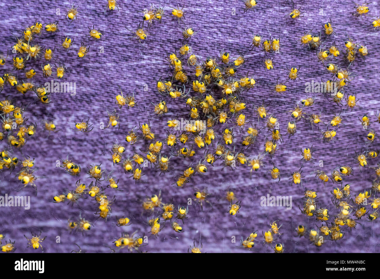 Arachnidae spiders hi-res stock photography and images - Alamy