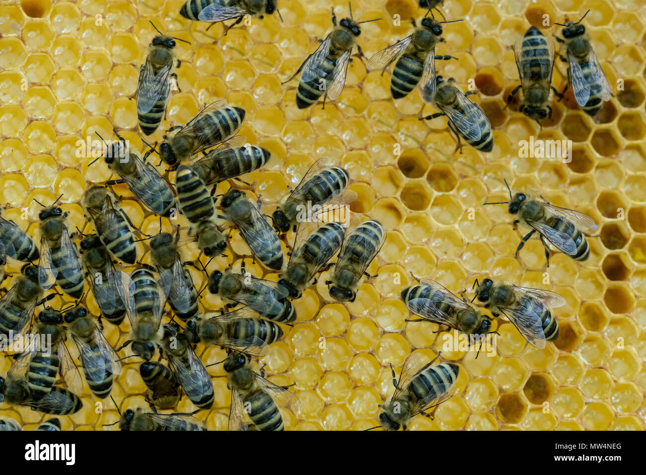 Honeycomb full of bees. Beekeeping concept. Bees in honeycomb Stock ...