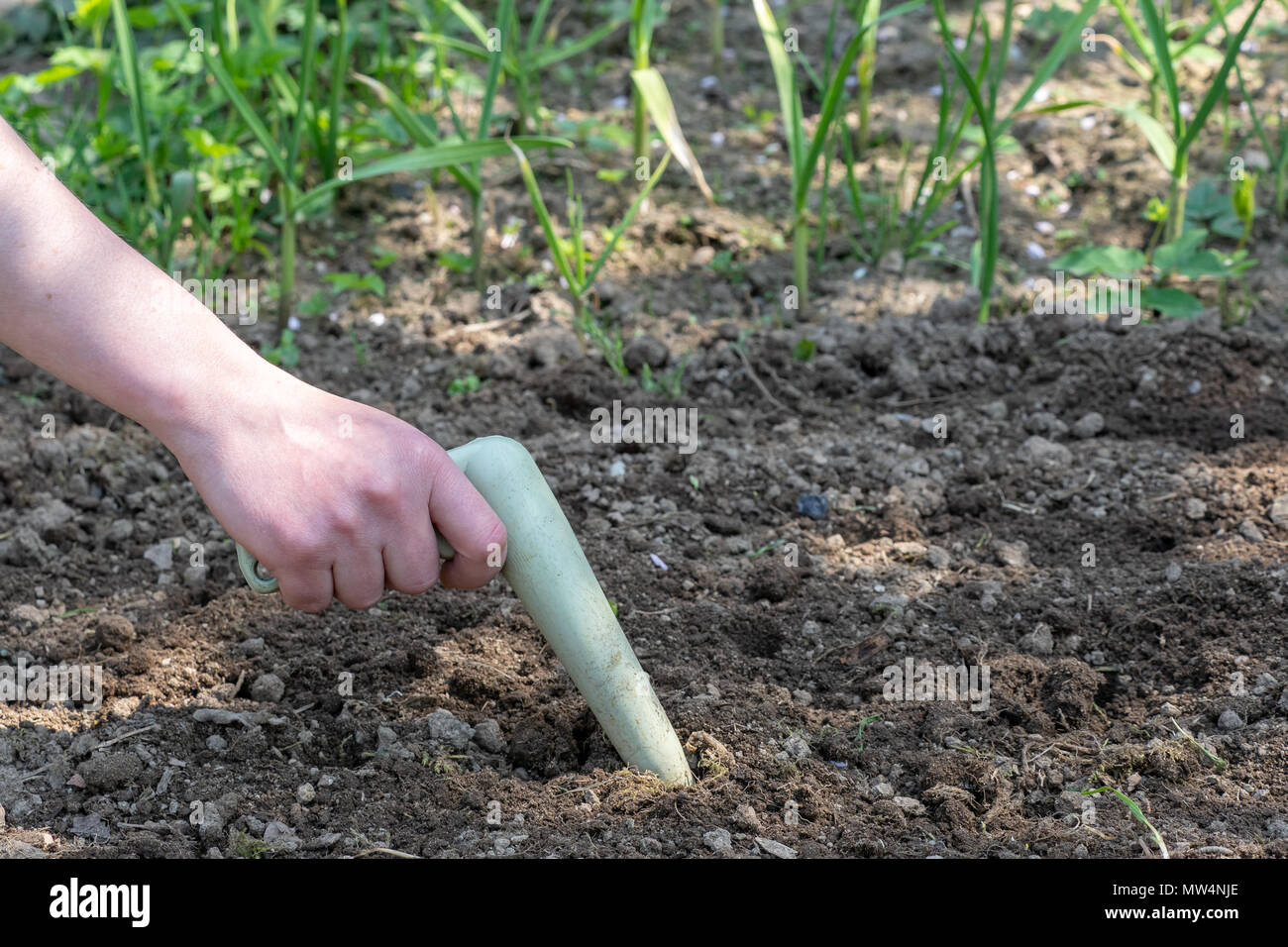 Hand works the soil with garden tool. Small gardening work tool in the ...