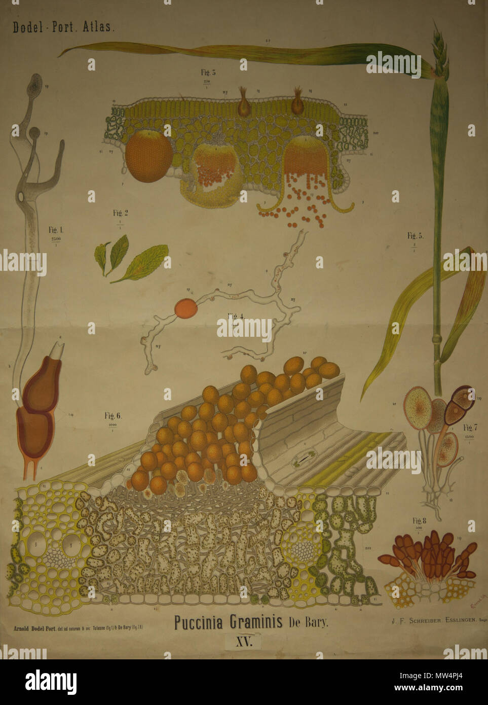 Puccinia graminis hi-res stock photography and images - Alamy