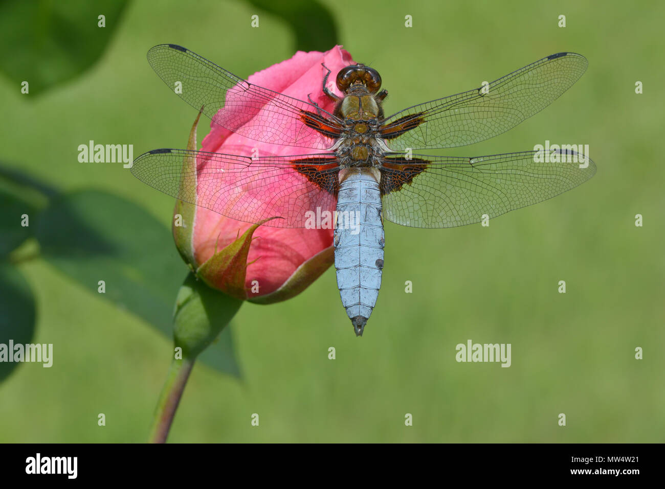 On rose blossom hi-res stock photography and images - Alamy