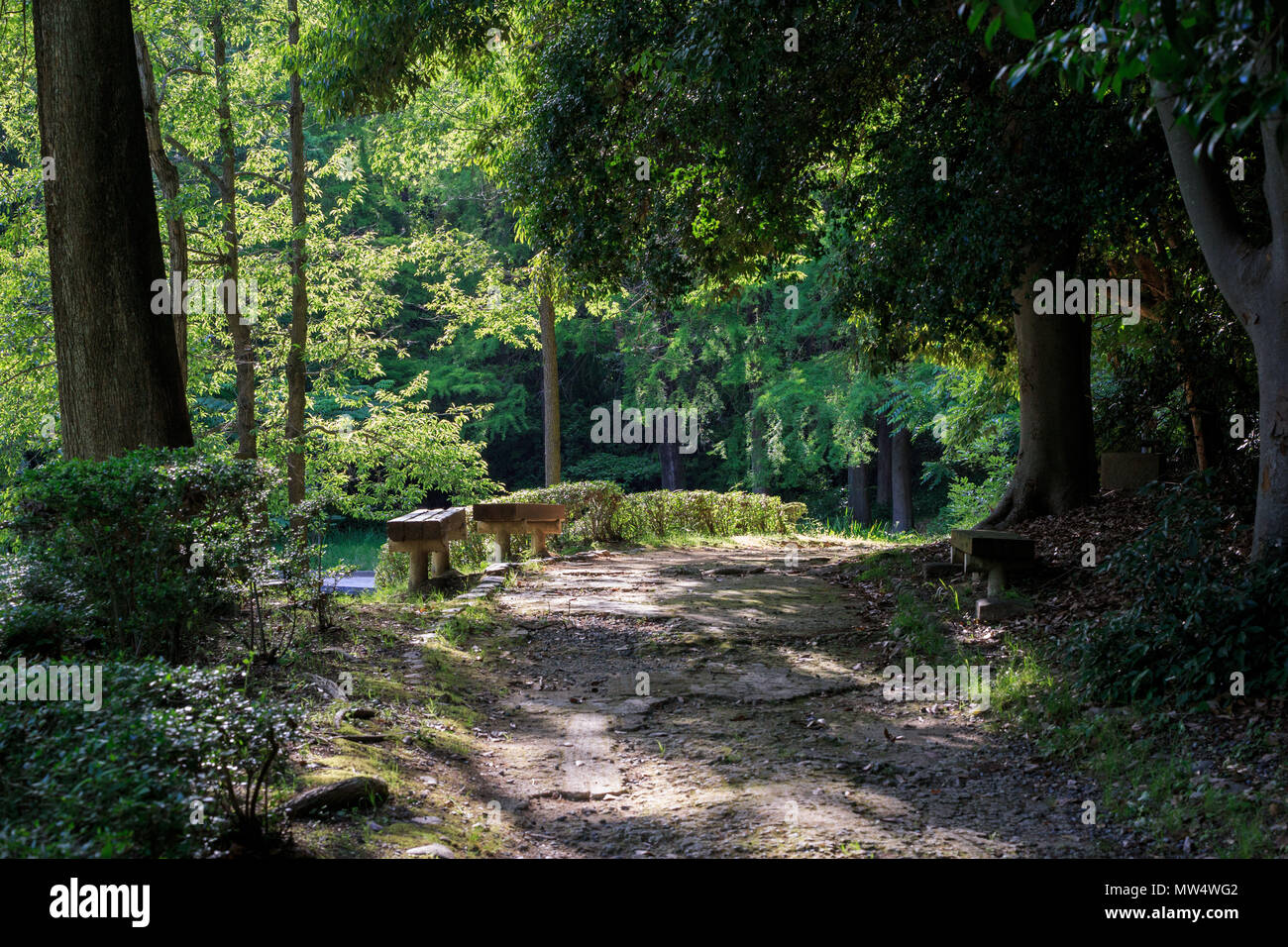 Wood benches alongside old walking path through lush green forest Stock ...