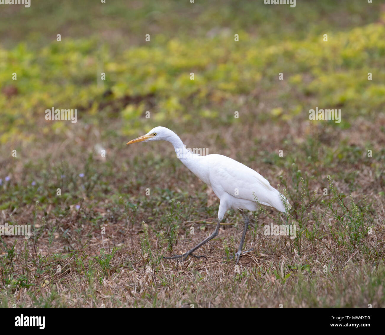 Great White Egret hunting through grassland Stock Photo - Alamy