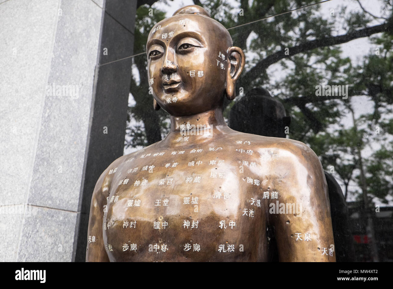 Statue,acupuncture,accupuncture,meridian,points,traditional,medicine ...