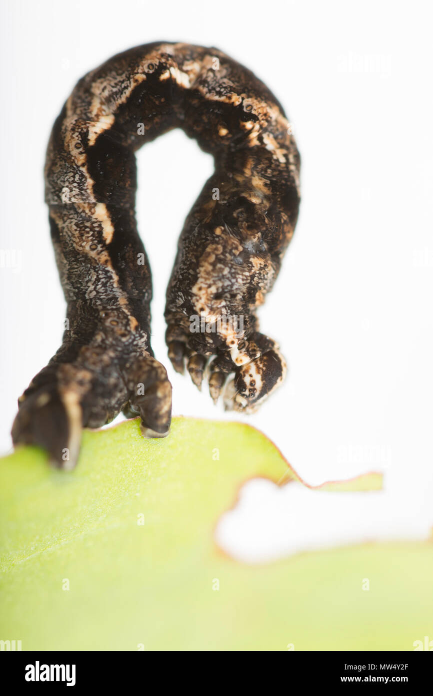 Blood vein moth larva hi-res stock photography and images - Alamy