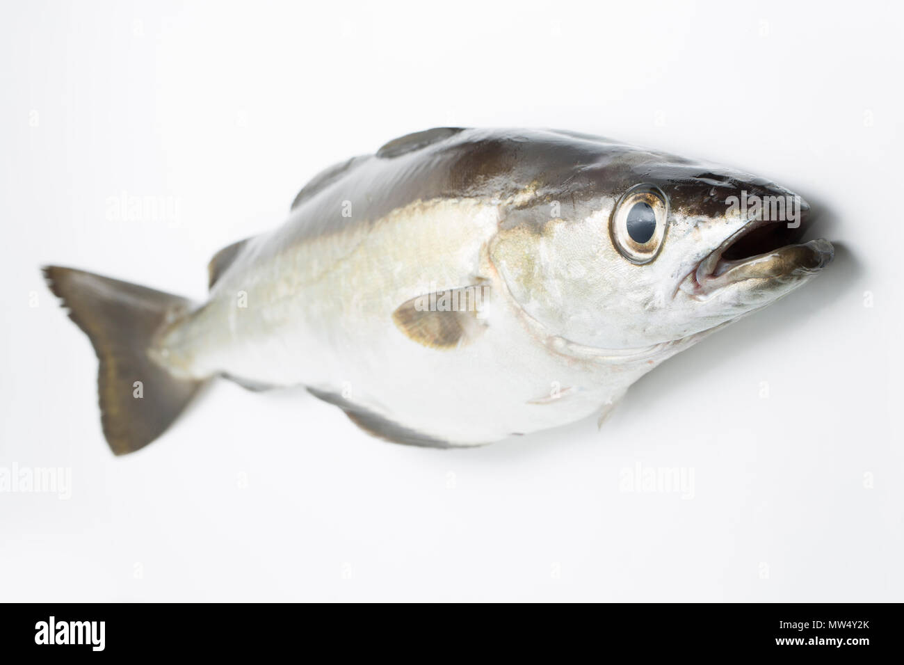 A pollack off about 5lbs, Pollachius pollachius, caught in the English ...
