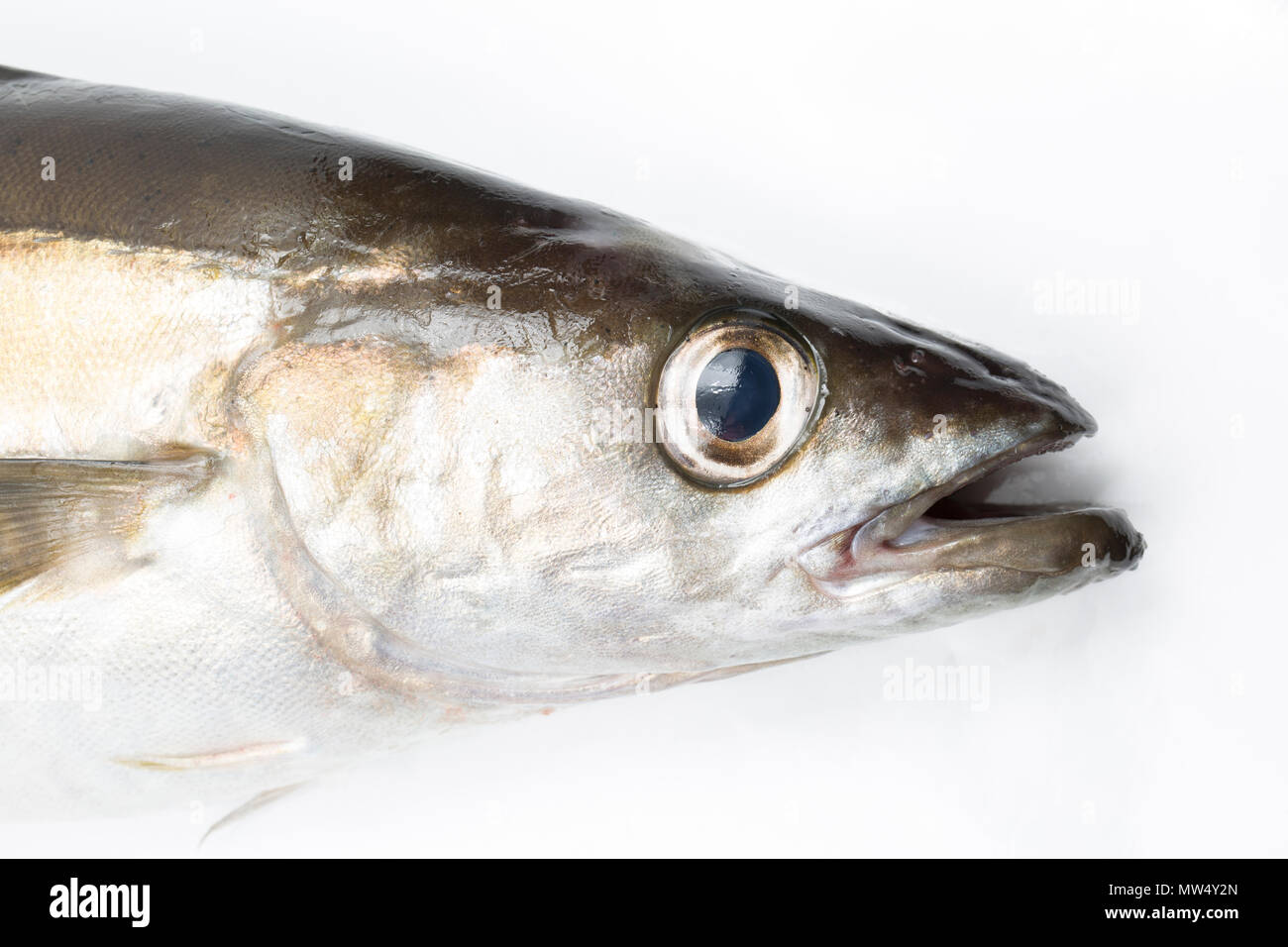 A pollack off about 5lbs, Pollachius pollachius, caught in the English ...