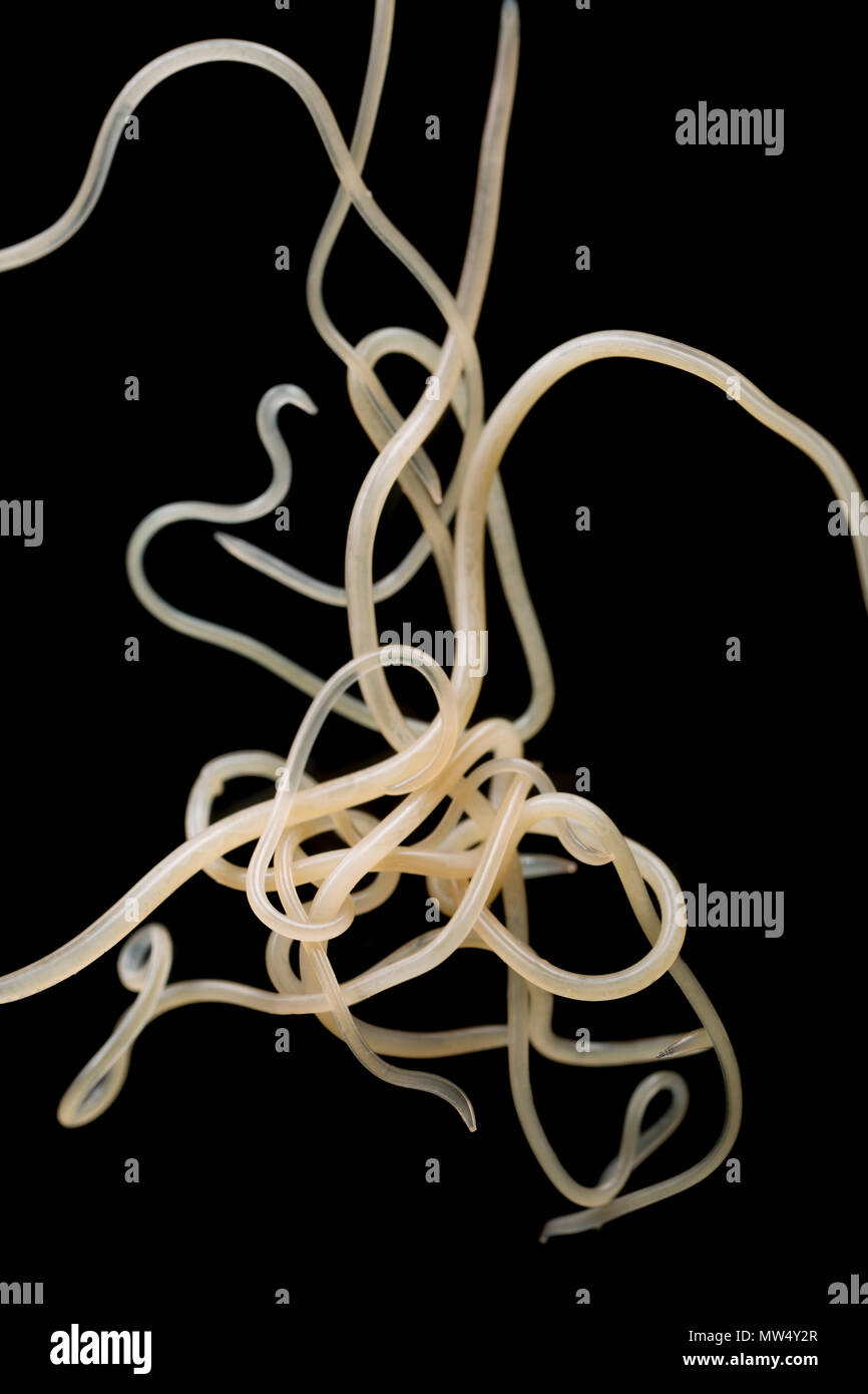 Anisakid nematode worm hi-res stock photography and images - Alamy