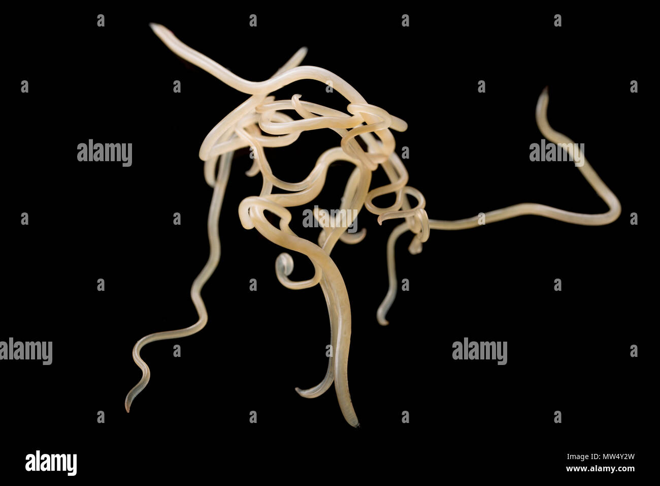 Roundworms hi-res stock photography and images - Alamy