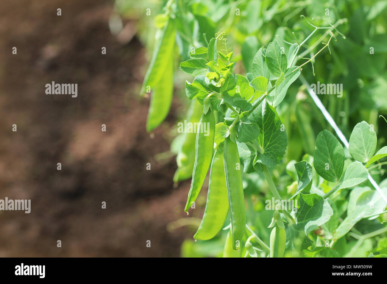 Farmland field pea plants hi-res stock photography and images - Alamy
