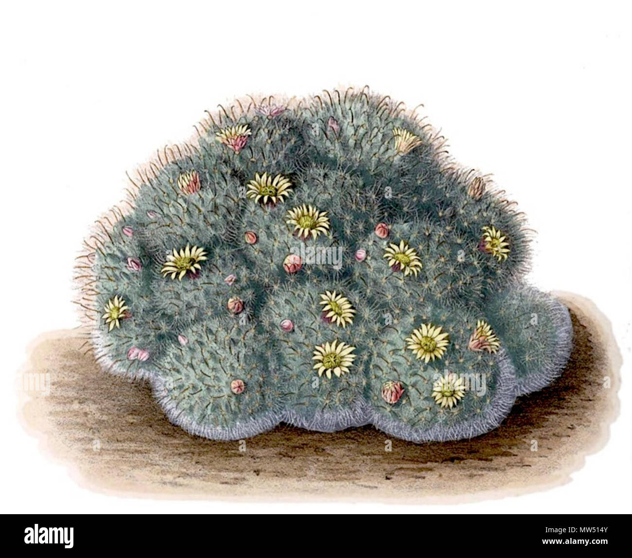 Mansfeld peter Cut Out Stock Images & Pictures - Alamy